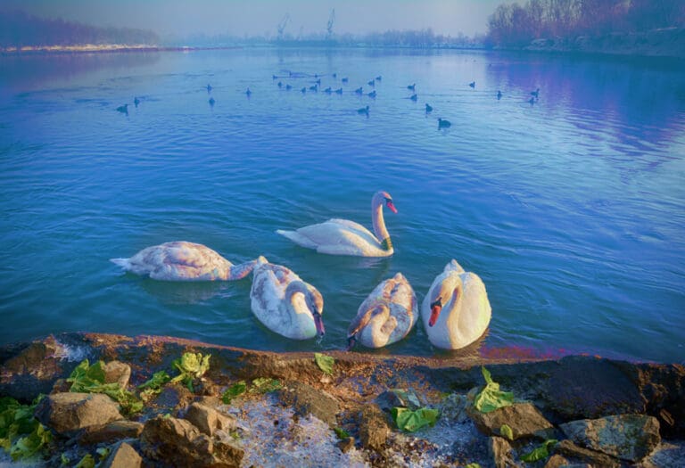 Labud – Vijesti – Logično