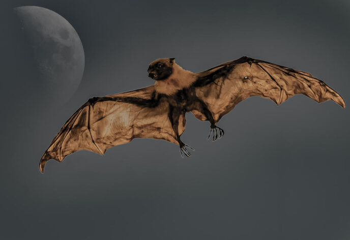 Slijepi miševi umiru u Izraelu, predskazujući ‘biblijsko proročanstvo ...