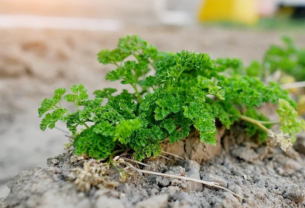 Deset moćnih zdravstvenih prednosti peršuna za koje niste znali ...