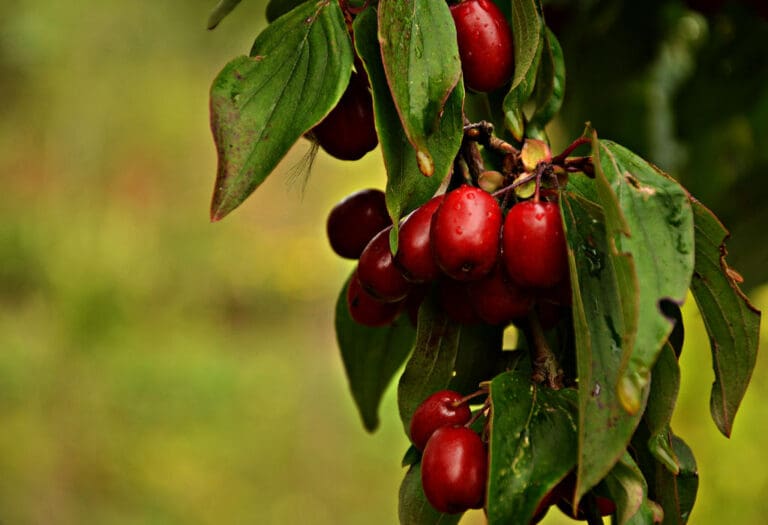 Drenjak – činjenice – Vijesti – Logično